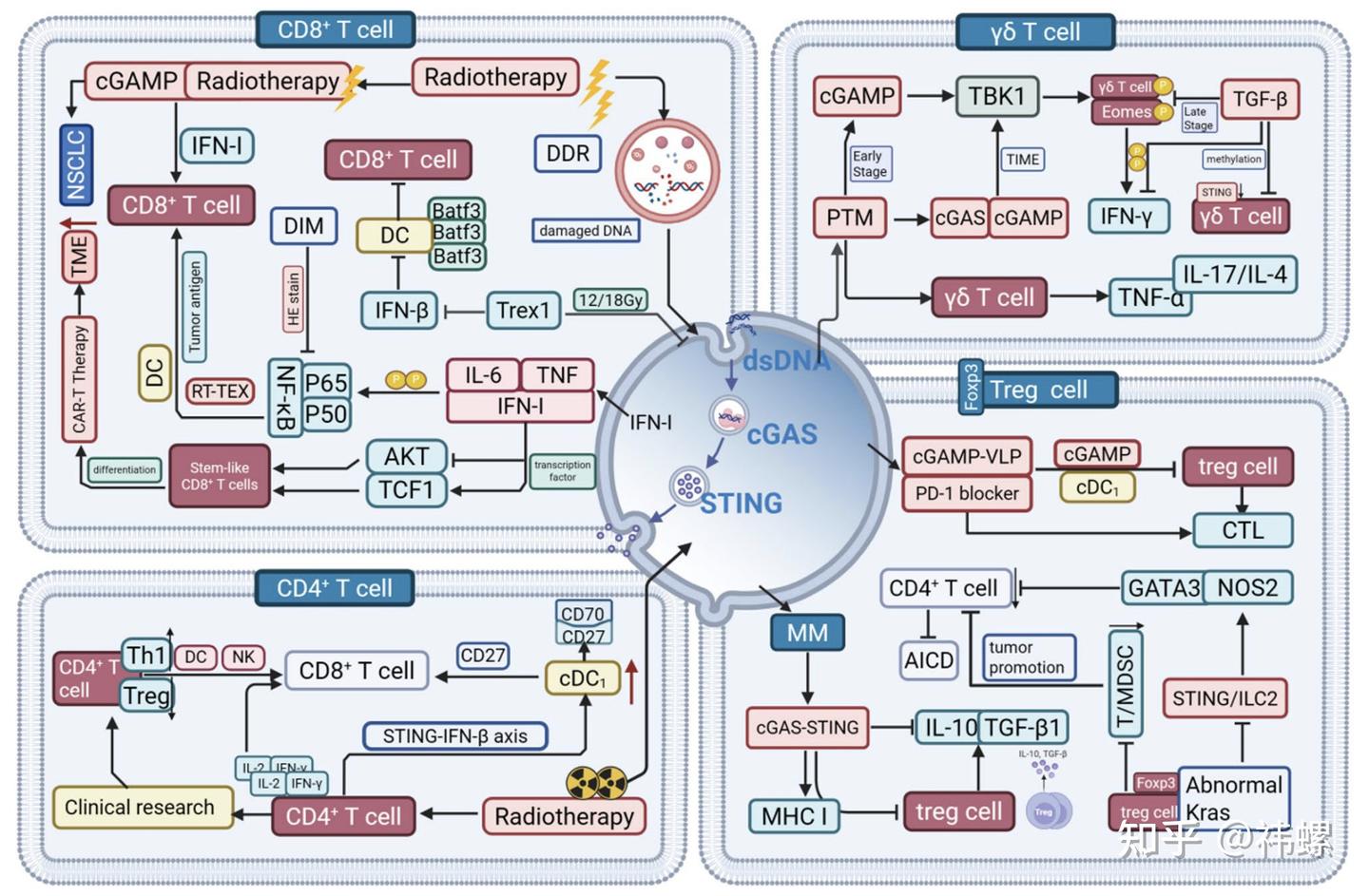 cGAS-STING 通路：肿瘤免疫微环境中的精确调控 - 知乎