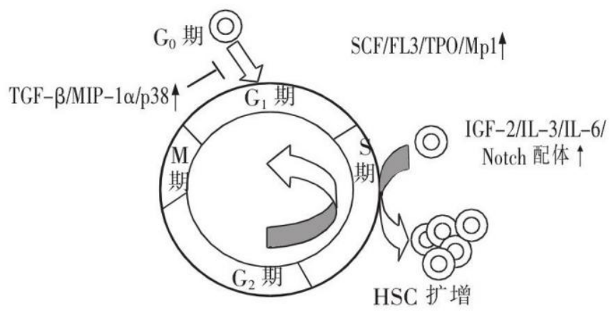 应用分享 | TPO用途之iPSC体外分化“人造血小板_化工仪器网