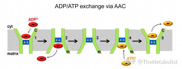代谢学人--Nature：U，执行A计划！线粒体UCP1/AAC机制大揭秘 - 知乎