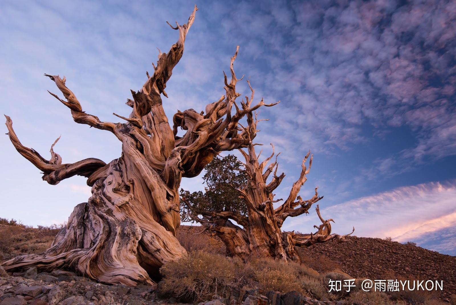 全球最古老的活树：公元前2832年就发芽，已4851岁比金字塔还古老 - 知乎