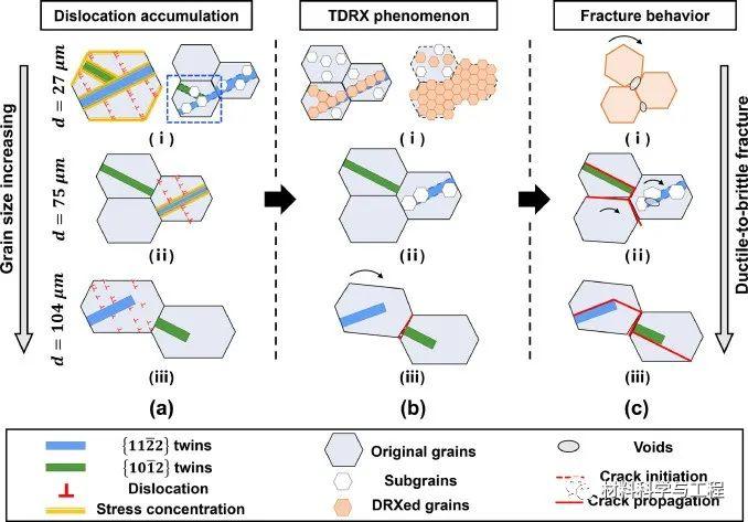 上海交大《Scripta Materialia》：钛板晶粒尺寸依赖的韧脆断裂机制 - 知乎