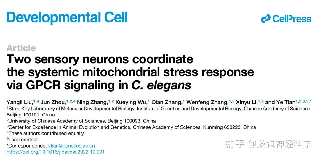 Dev Cell︱中国科学院遗传与发育生物学研究所田烨团队发现GPCR信号通路在一对感觉神经元中协调机体线粒体应激反应 - 知乎