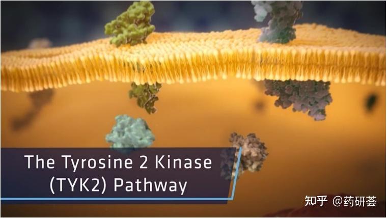 首付款 40 亿美元！武田引进 TYK2 抑制剂挺进3期临床 - 知乎