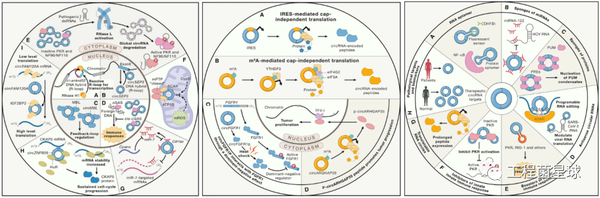 【耀文解读】Nature热评：circRNA即RNA疗法的下一代重磅药物—circRNA发展现状更新 - 知乎