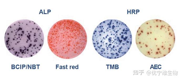 酶联/荧光免疫斑点分析技术常见问题解答 - 知乎