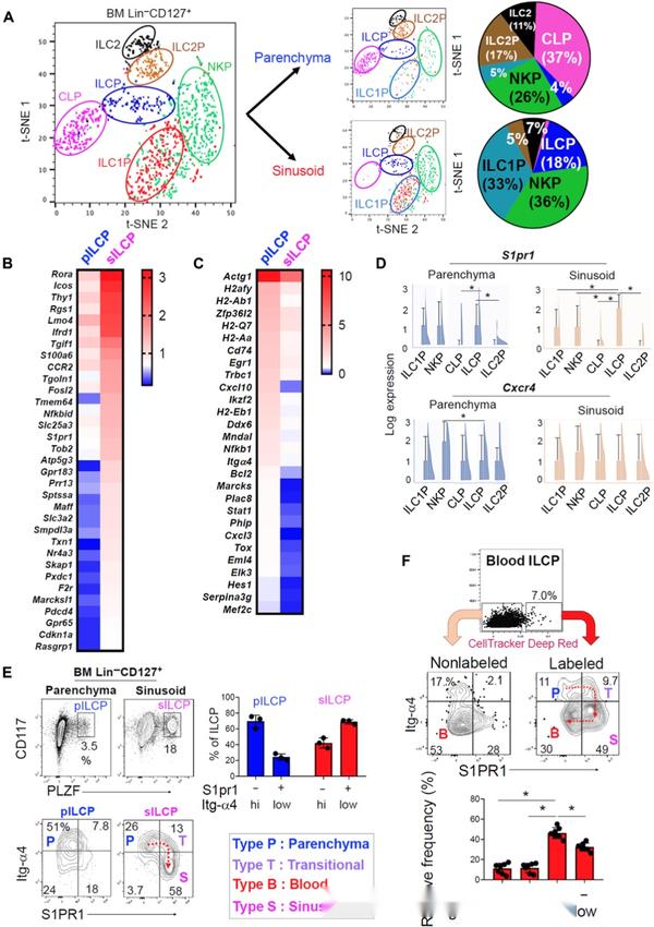 Sci Adv︱刘庆洋等揭示骨髓中ILC 前体细胞外迁机制以及其对肠道炎症中的组织保护作用 - 知乎