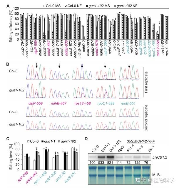 德国Tatjana Kleine团队揭示GUN1蛋白调控质体RNA成熟的新机制 - 知乎