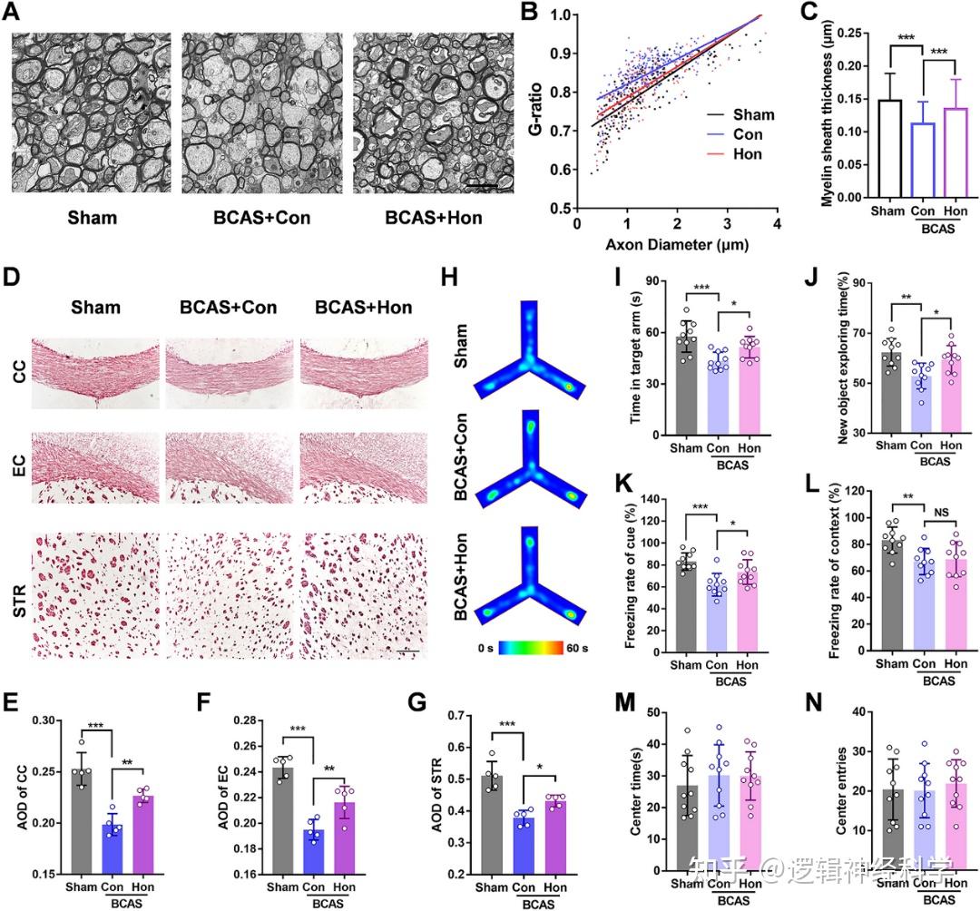 Neurosci Bull︱南京大学徐运课题组揭示小分子药物和厚朴酚改善缺血性脑白质损伤和相关认知障碍的机制 - 知乎