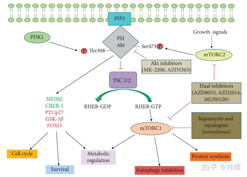PI3K/Akt/mTOR通路：细胞生长与代谢调控中心 - 知乎