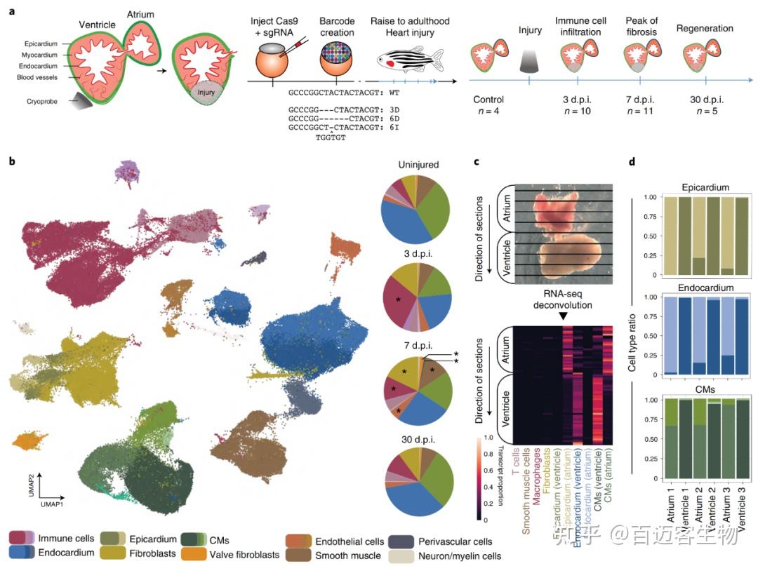 文献解读 | 单细胞&时空组学揭开斑马鱼心脏再生的奥秘（内含福利） - 知乎