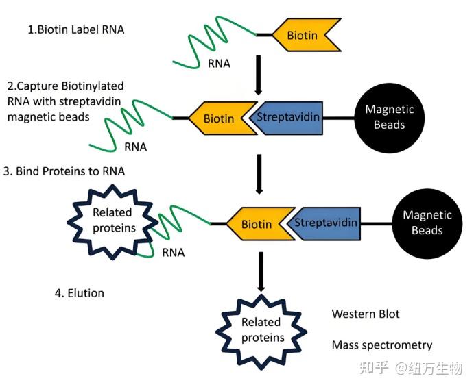 一文讲清RNA pull down 实验:原理，步骤，结果解读，应用 - 知乎