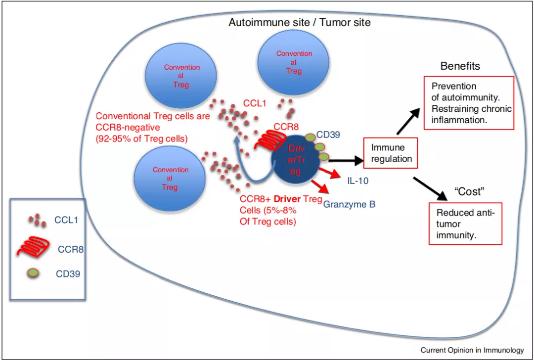 【初秋新品】CCR8人源化小鼠震撼来袭！ - 知乎