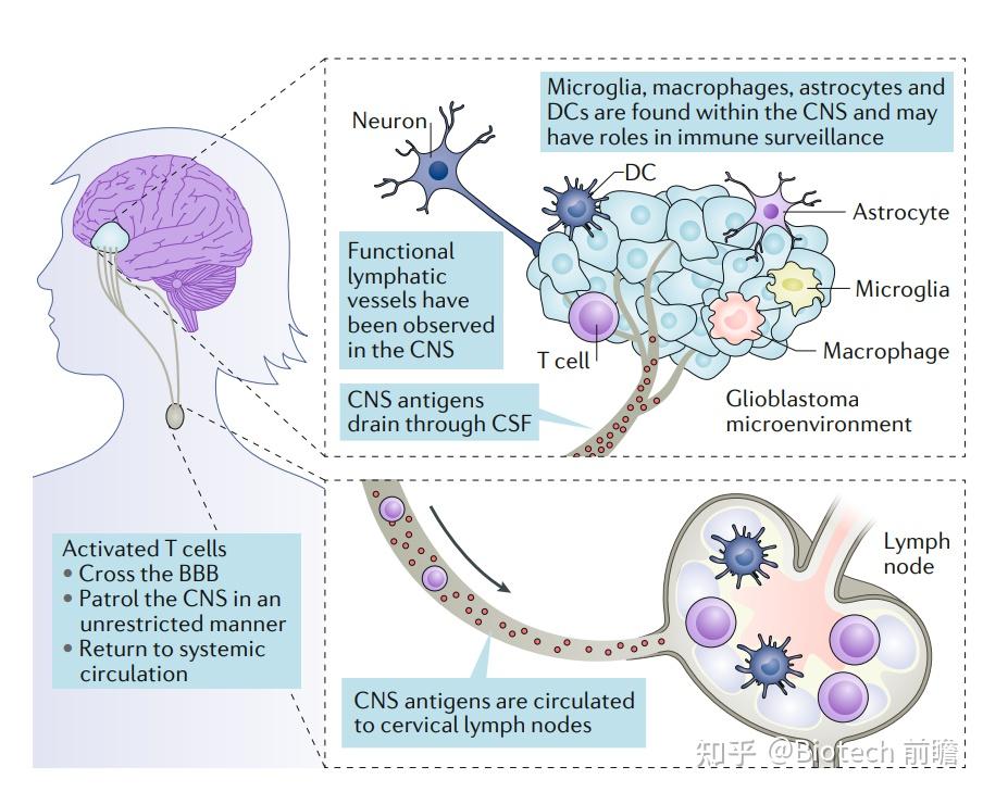 颅内肿瘤的免疫循环——ICIs及CAR-T治疗脑转移的基础 - 知乎