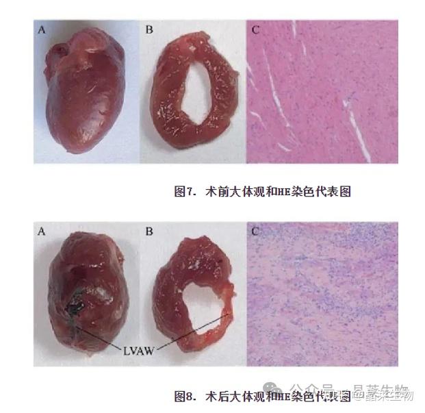 【五分钟讲实验】大小鼠心梗模型构建全流程详解！ - 知乎