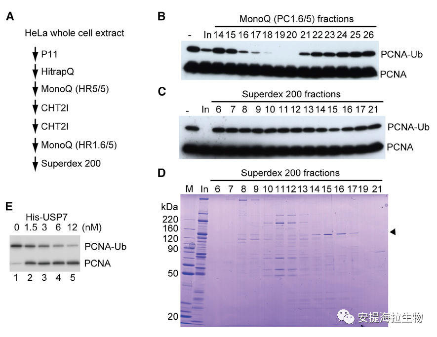 USP7是人类细胞中PCNA泛素化和氧化应激诱导突变的抑制因子 - 知乎