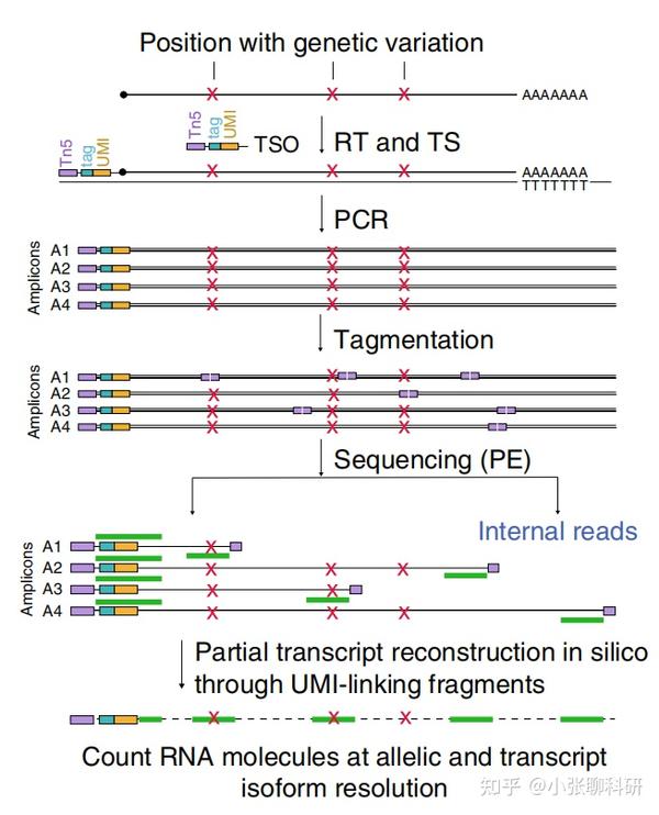 国自然加分新技术之Smart-seq技术 - 知乎