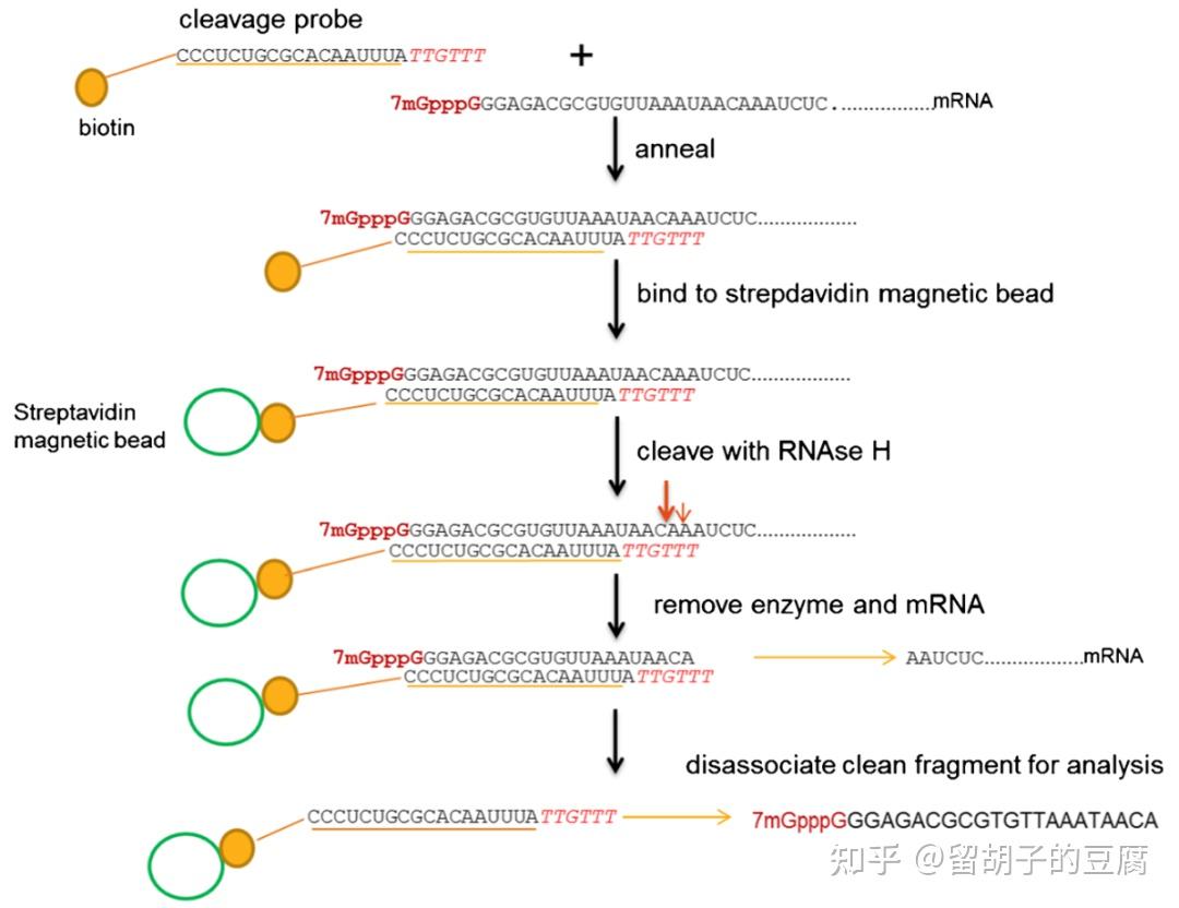 综述|mRNA加帽率测定方法研究进展 - 知乎
