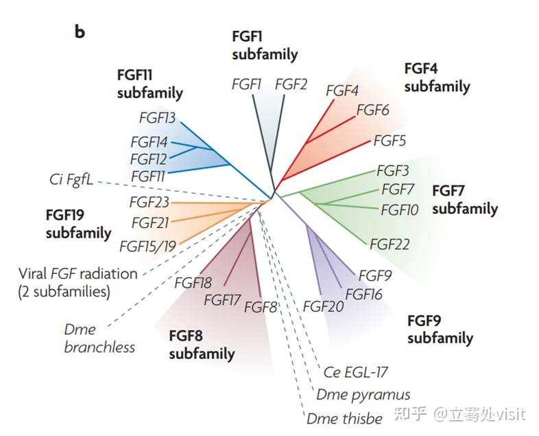 FGFs成纤维细胞生长因子及其受体那些事儿 - 知乎