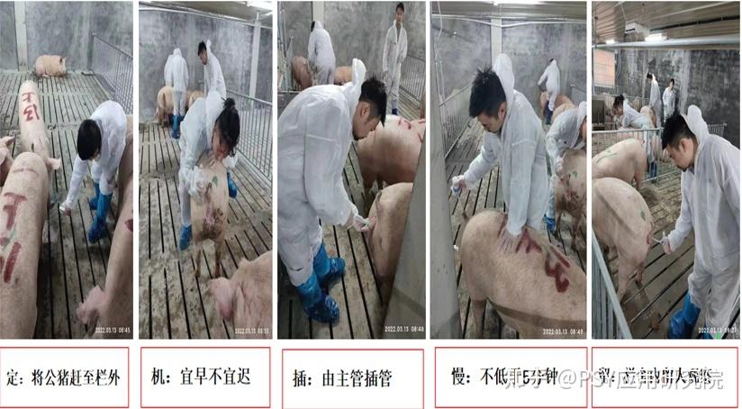 五大关键技术点助你提升后备母猪的大栏配种受胎率 知乎