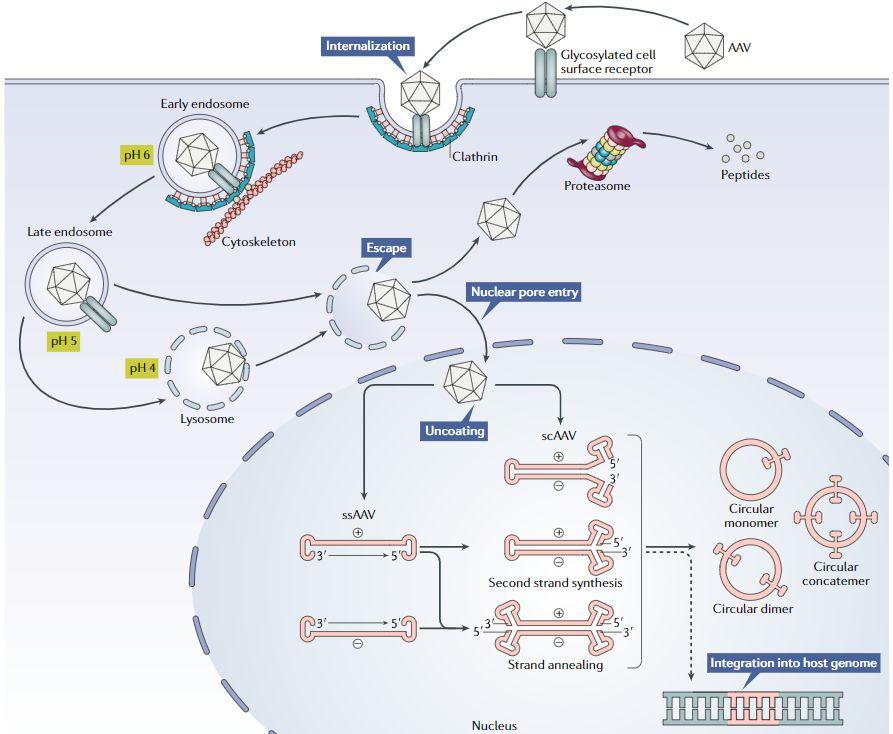 Nature综述：详述基因治疗明星载体腺相关病毒(AAV) - 知乎
