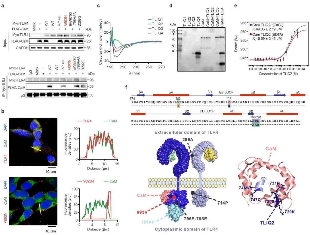 Nat Commun︱曹蔚/李小强团队在内毒素血症发病机制与药物治疗方面取得新突破 - 知乎