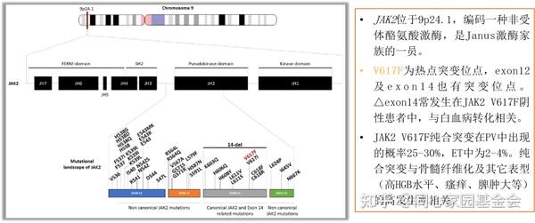 经典型MPN：PV/ET/PMF （1） - 知乎