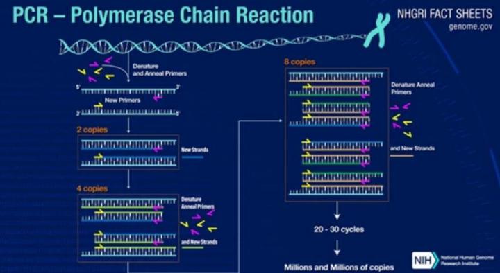 PCR (polymerase chain reaction)聚合酶链式反应的发展 - 知乎
