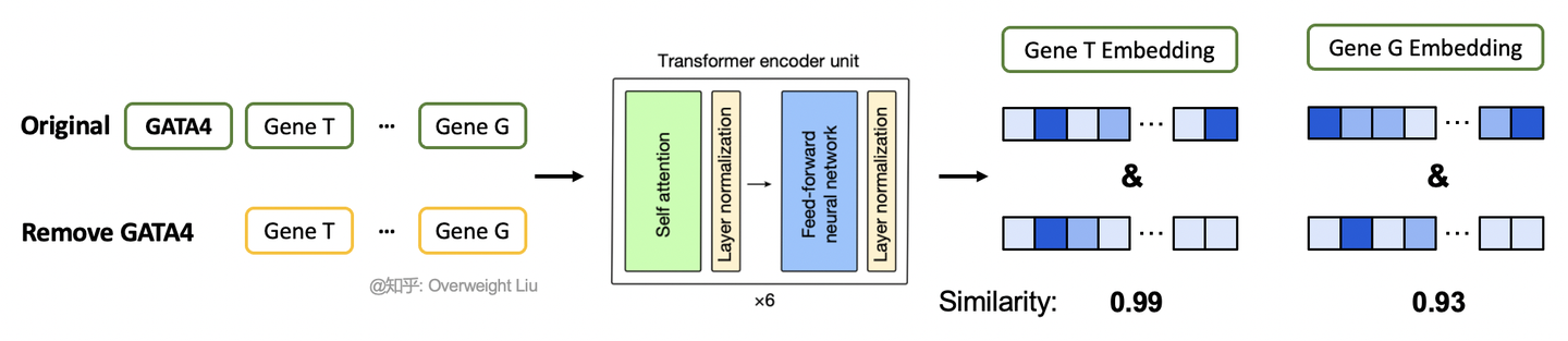 (五) Geneformer 技术解读 ｜ 利用基因名字排序进行语言建模 - 知乎
