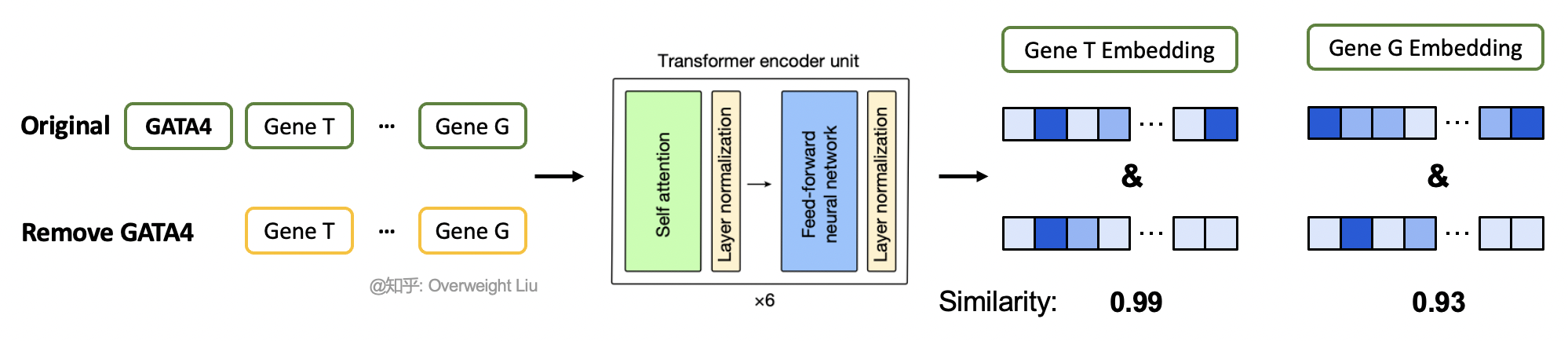 (五) Geneformer 技术解读 ｜ 利用基因名字排序进行语言建模 - 知乎
