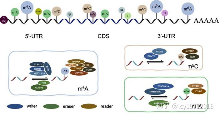 真核生物mRNA的加工修饰与转录调控（二） - 知乎