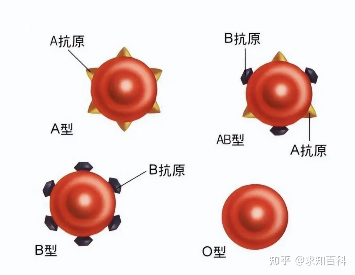 全球不足50例，我国又发现两例黄金血型！比熊猫血还珍贵 知乎