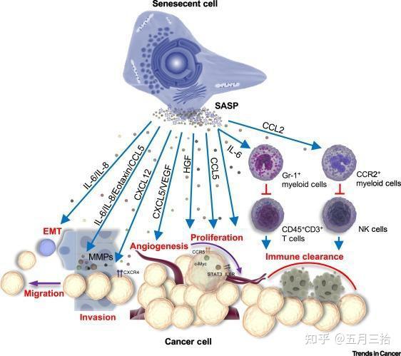 汤臣倍健再登顶级期刊《Nature》，聚焦PCC1及专利菌科学营养创新 - 知乎