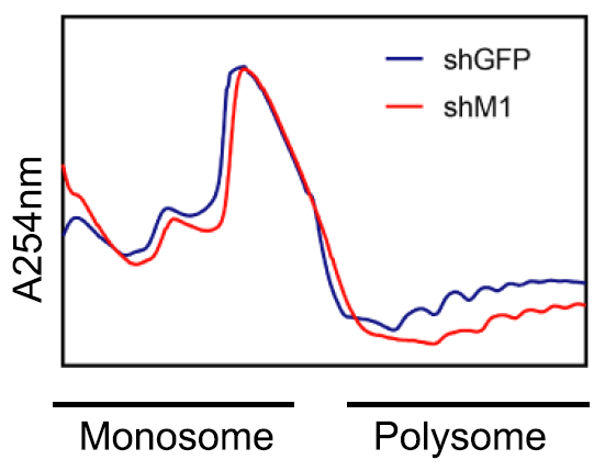 新品上市 | Polysome-seq翻译组测序，评估翻译效率的“黄金标准” - 知乎