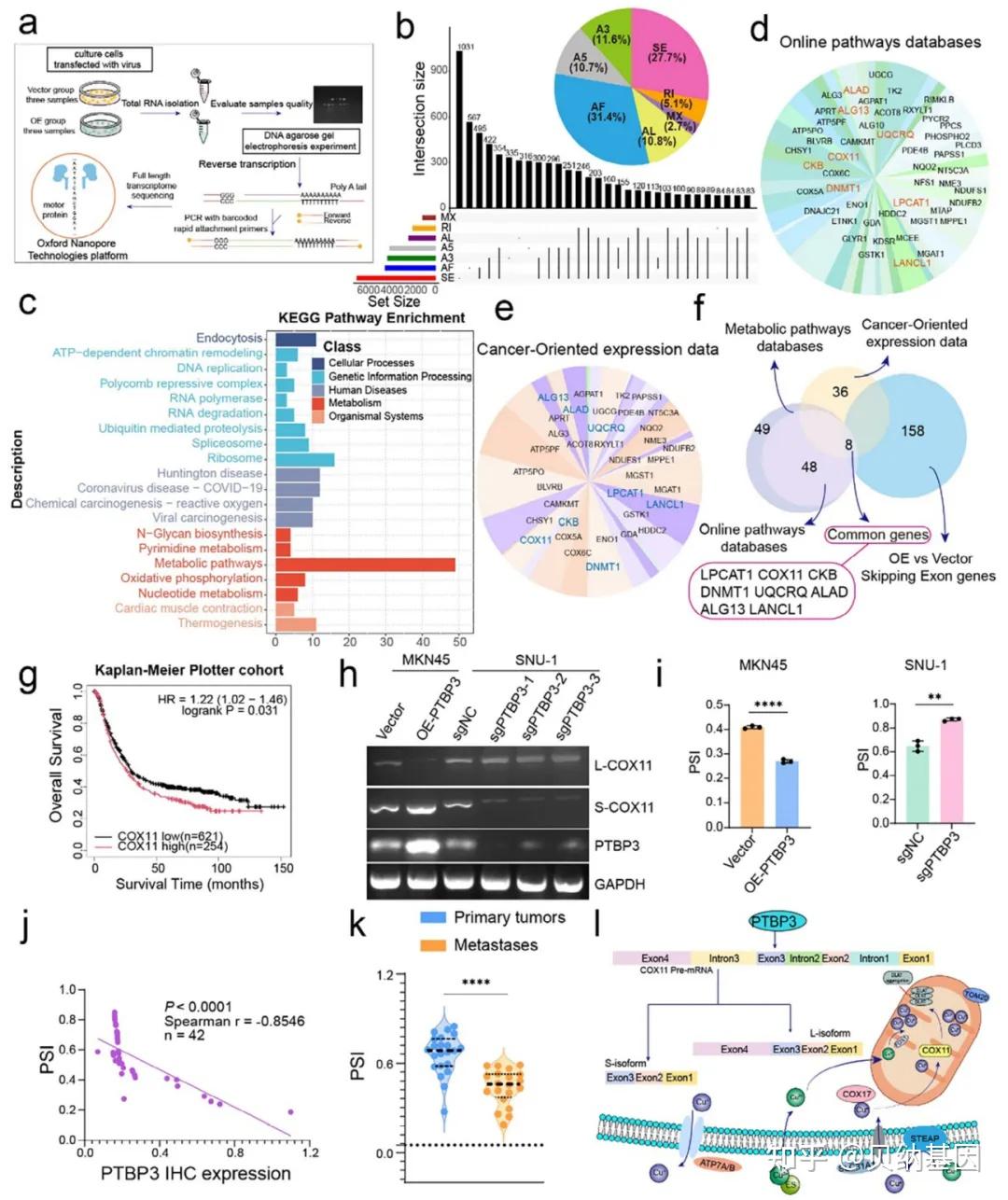 项目文章 | 苏大一附院破解胃癌腹膜转移难题！靶向PTBP3/COX11剪接轴，铜死亡疗法显神威！ - 知乎