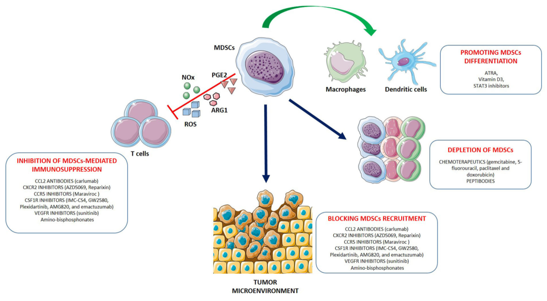 四大类MDSCs药物开发，破除肿瘤免疫逃逸 - 知乎