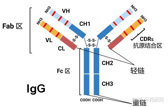 一文读懂抗体：结构、分类与ADCC/ ADCP/ CDC机制 - 知乎