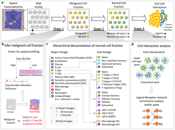 Nat Commun｜肿瘤空间转录组数据辅助分析工具——SpaCET，可准确预测细胞空间分布 - 知乎