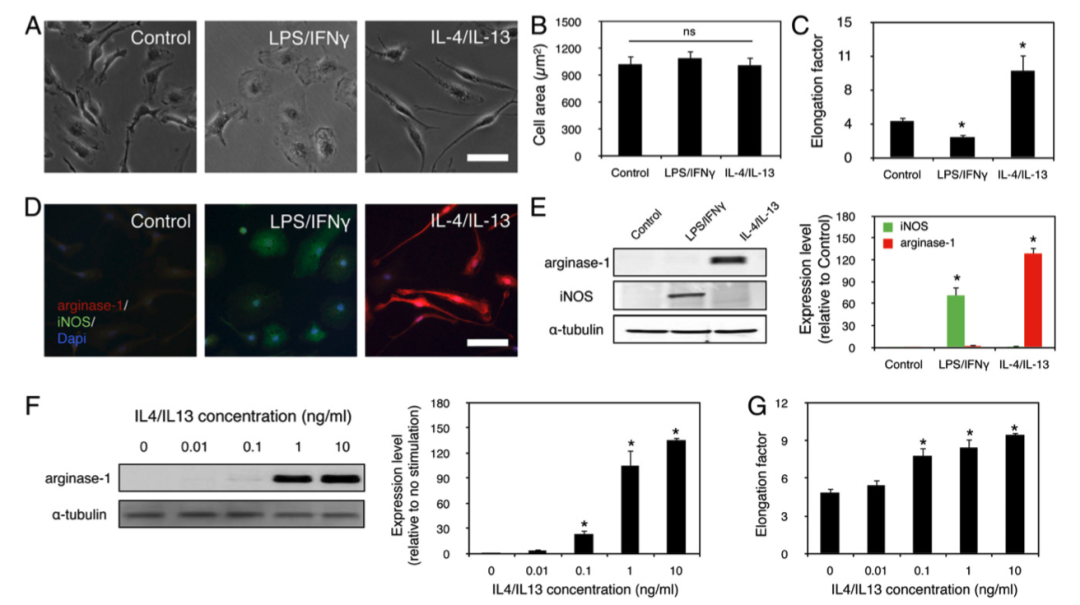PNAS丨M1-M2巨噬细胞形态学对比 - 知乎