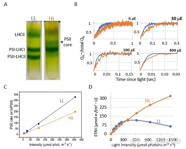 Dual-PAM-100│耐高光藻类的光保护机制可以不依赖NPQ - 知乎