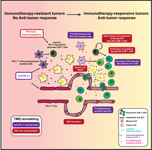 癌症免疫疗法“新CP”！PD-1联合IL-2，可打破肿瘤免疫抵抗 - 知乎