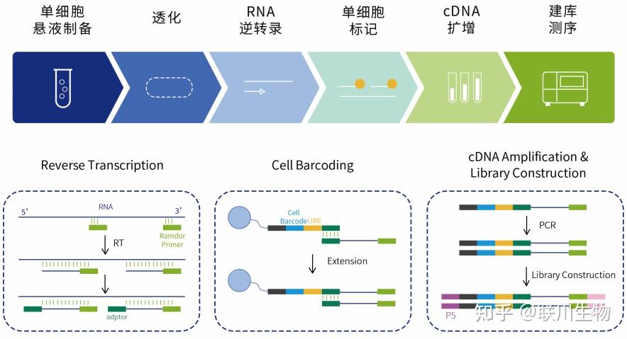 FFPE单细胞测序是什么？如何挽救冻存样本？ - 知乎