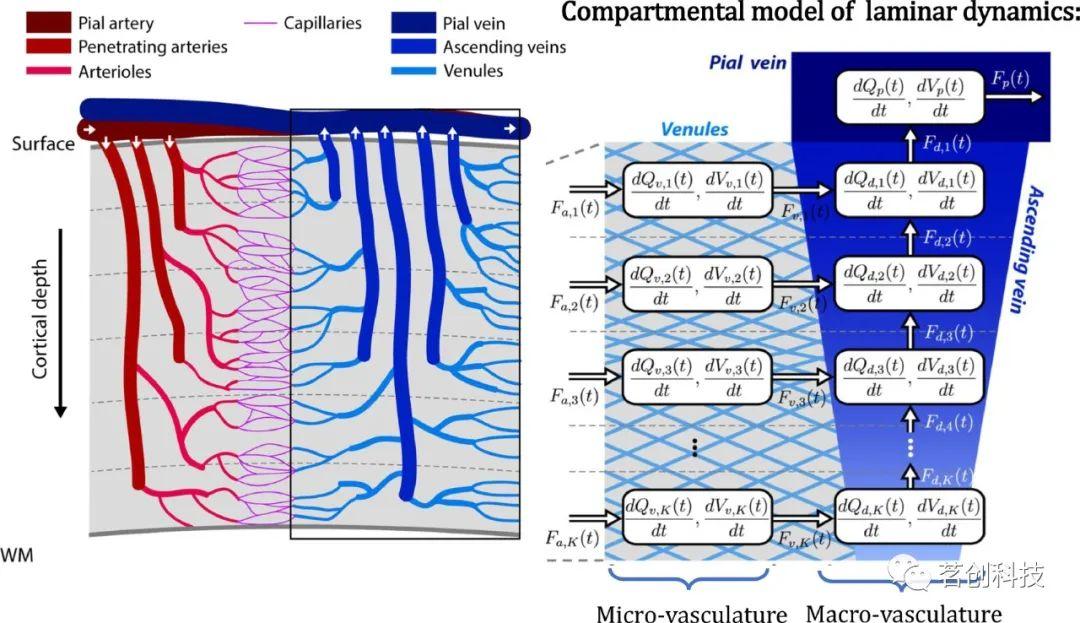 BOLD信号的生理建模及其对有效连接的影响 - 知乎