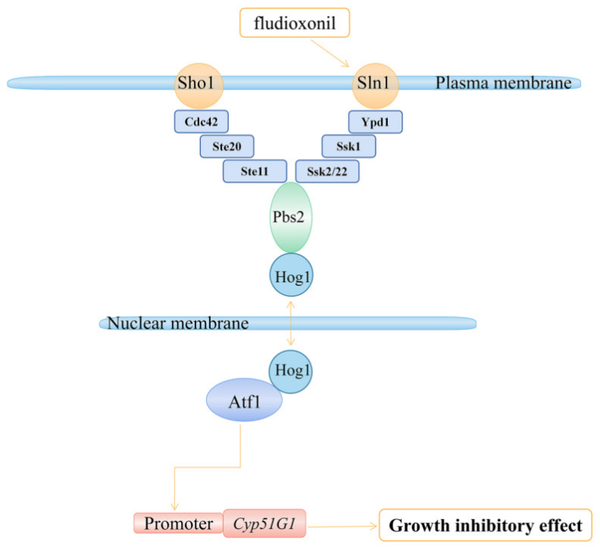 项目文章 ｜ChIP-seq和RNA-seq联合分析助力揭示暹罗炭疽菌对咯菌腈反应的作用 - 知乎