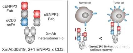 ENPP3亮剑AACR，引领癌症治疗新篇章 - 知乎