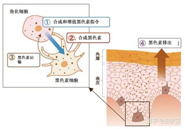酪氨酸酶是产生黑色素的关键吗? 知乎