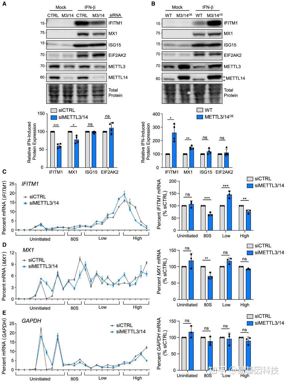 易基因：MeRIP-seq等揭示m6A甲基化修饰对抗病毒基因表达的转录调控机制｜Cell Rep - 知乎