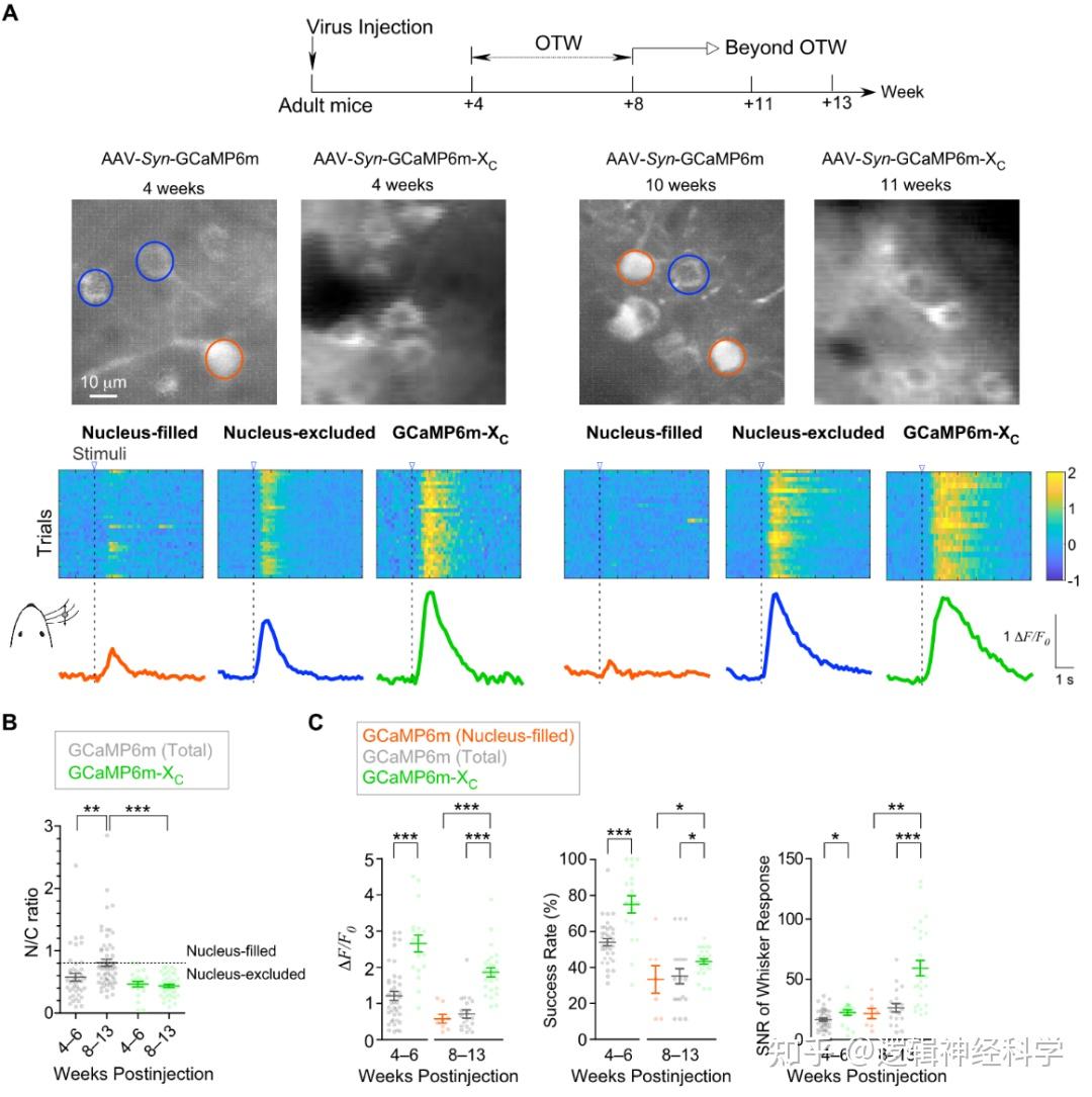 eLife︱刘晓冬/郭增才/樊瑜波-杨亚雄团队利用GCaMP-X实现神经元长时程钙成像 - 知乎