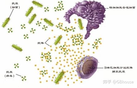 IP COIP ChiP RIP pull-down还在傻傻分不清楚？（理论知识） - 知乎
