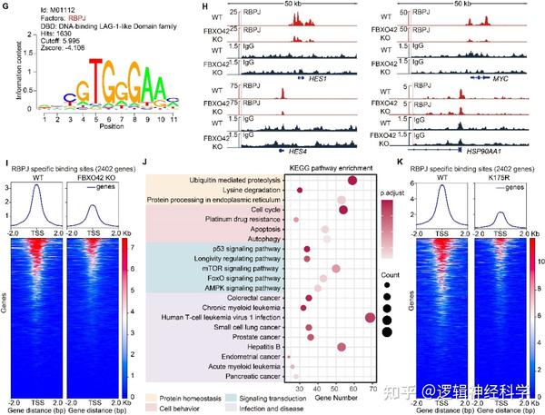 Sci Adv︱西湖大学李旭团队揭示Notch通路信号整合传递及转录复合物活性调节的分子机制 - 知乎