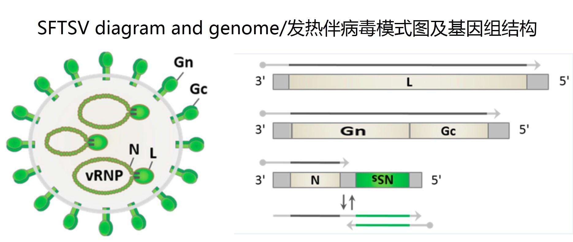 病毒性出血热 之 “蜱虫病”病原体 - 知乎